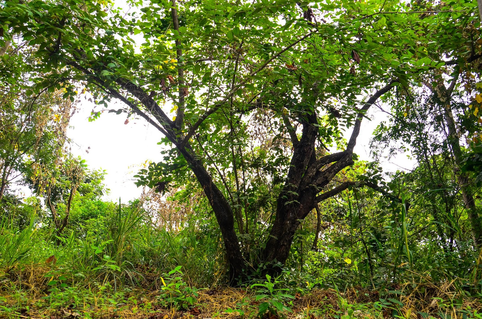 Guasmo - Guazuma ulmifolia Lam