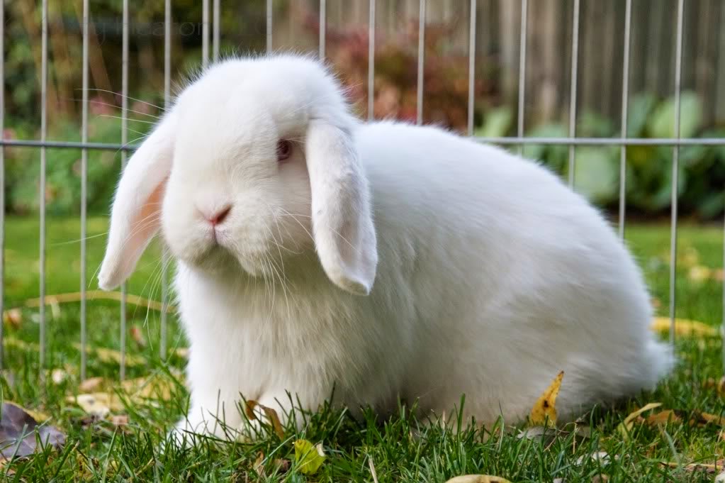 El mundo de los conejos: Razas de conejos