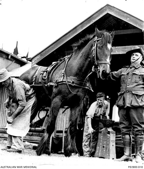 Fran Jurga`s Hoofcare + Lameness: Hooves@War: 100 Years Ago Today, a ...