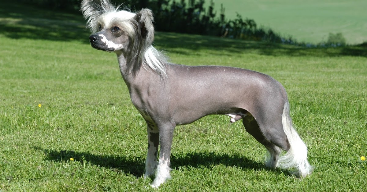 #3 Co to jest za pies: GRZYWACZ CHIŃSKI | DOGarnia