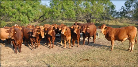 GAMBAR SAPI BEEFMASTER 20 | GAMBAR SAPI