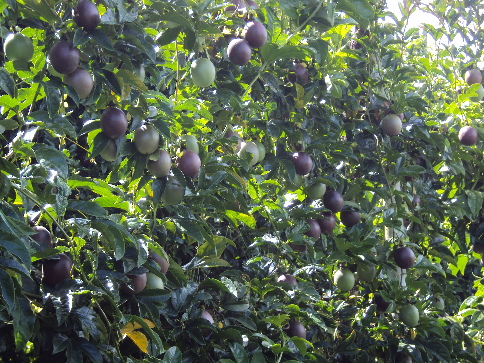 GULUPA, FRUTA DE LA PASIÒN: INICIO DE UNA PRODUCCIÓN
