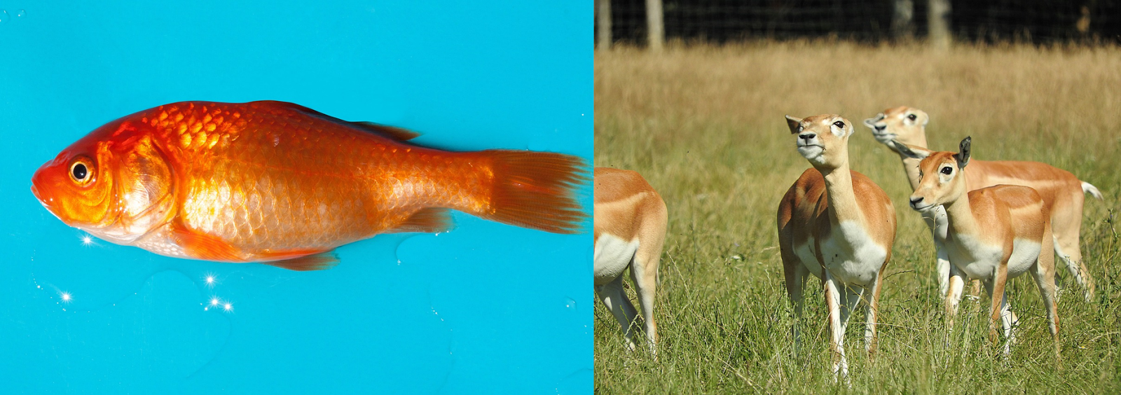 The Meniscus: Psittacosaurus and the Colorful Dinosaur Revolution