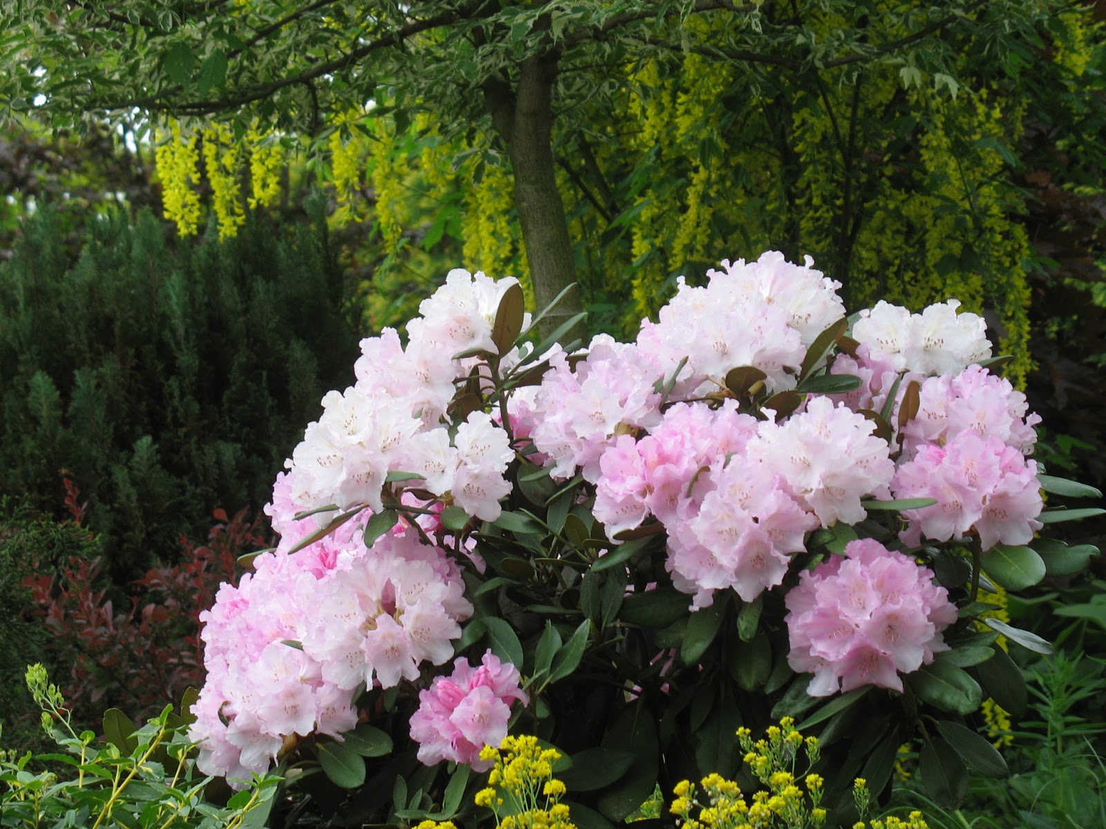 OGRÓD U STÓP KLASZTORU- ZIELONA OAZA : AZALIE I RODODENDRONY - UPRAWA I ...