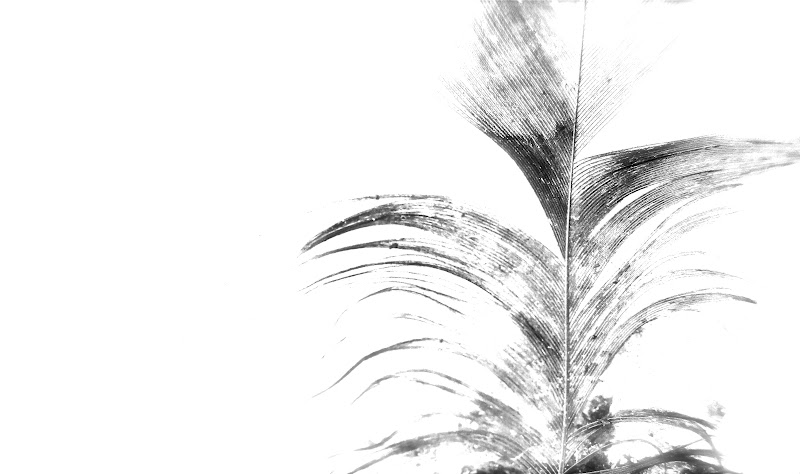 Alyssa Anding Photography: Feather "x-ray"