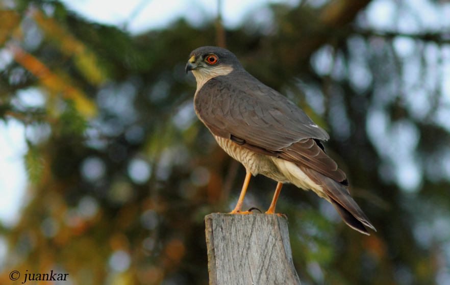 Entre alpinas y marinas.: Gavilán por sorpresa.
