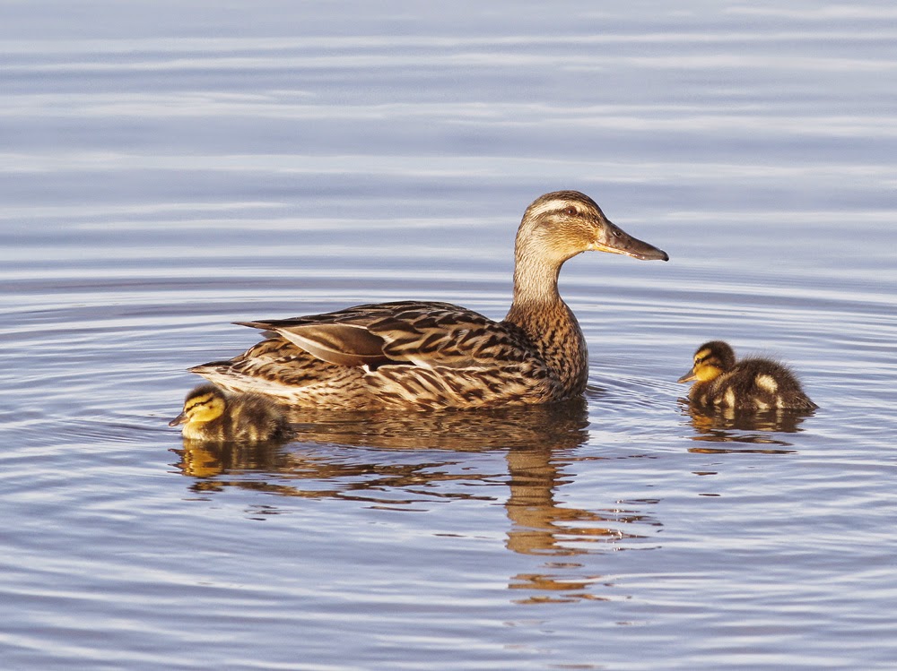Another Bird Blog: Buzzard Update, Birding Update
