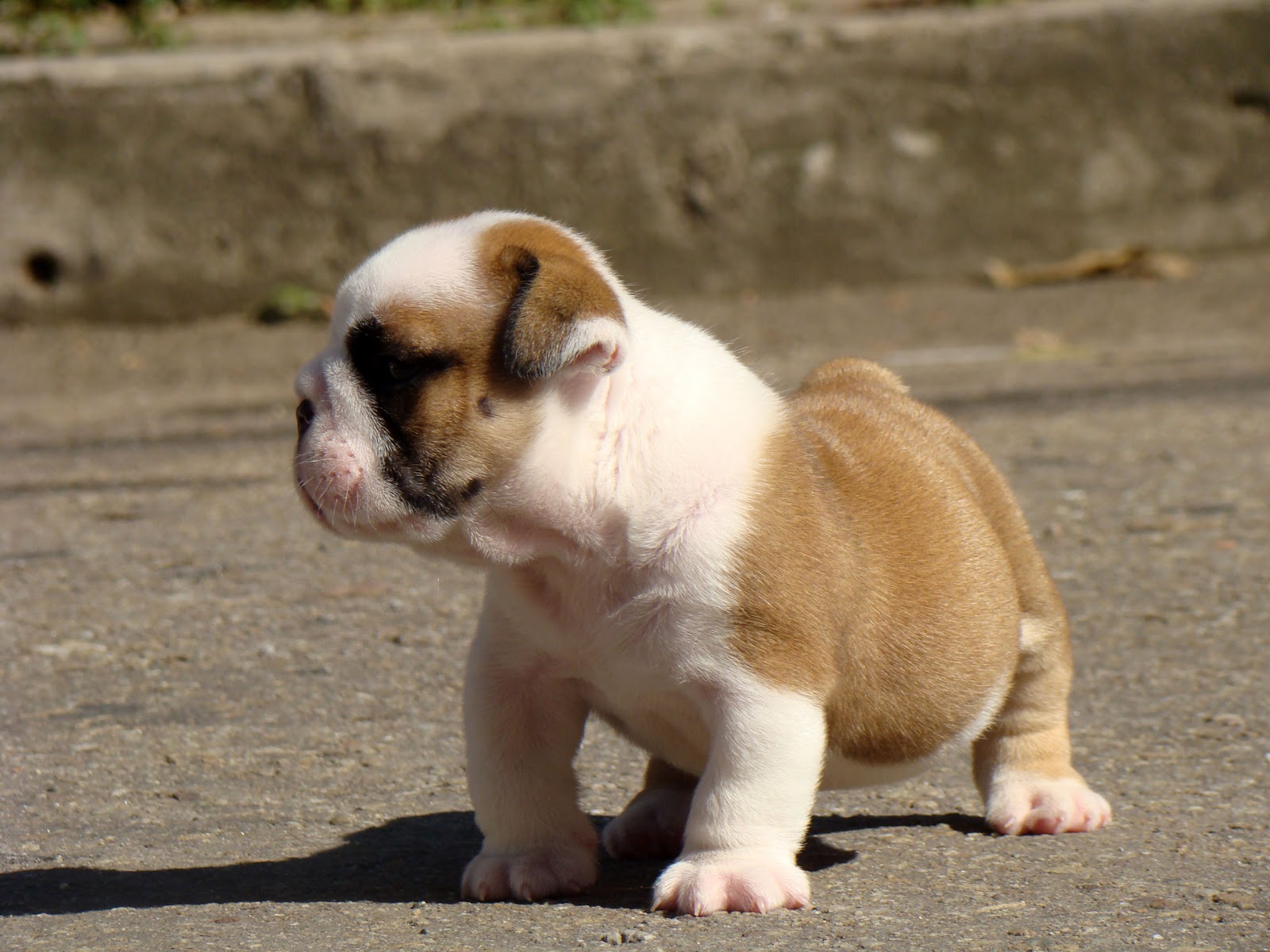 Wallpaper bulldog ingles bebé - Imagui