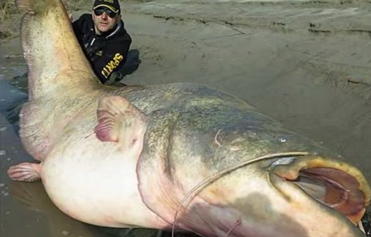 Viral Video: A Monster Wels Catfish Caught In A River In Italy | The ...
