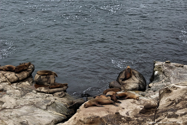 EUA - Leão-marinho na praia de La Jolla - Blog da Mari Calegari