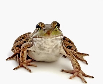 Fieggentrio: Boskikkers in de winter.