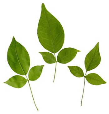 VILVAM LEAF - Best Pooja Products