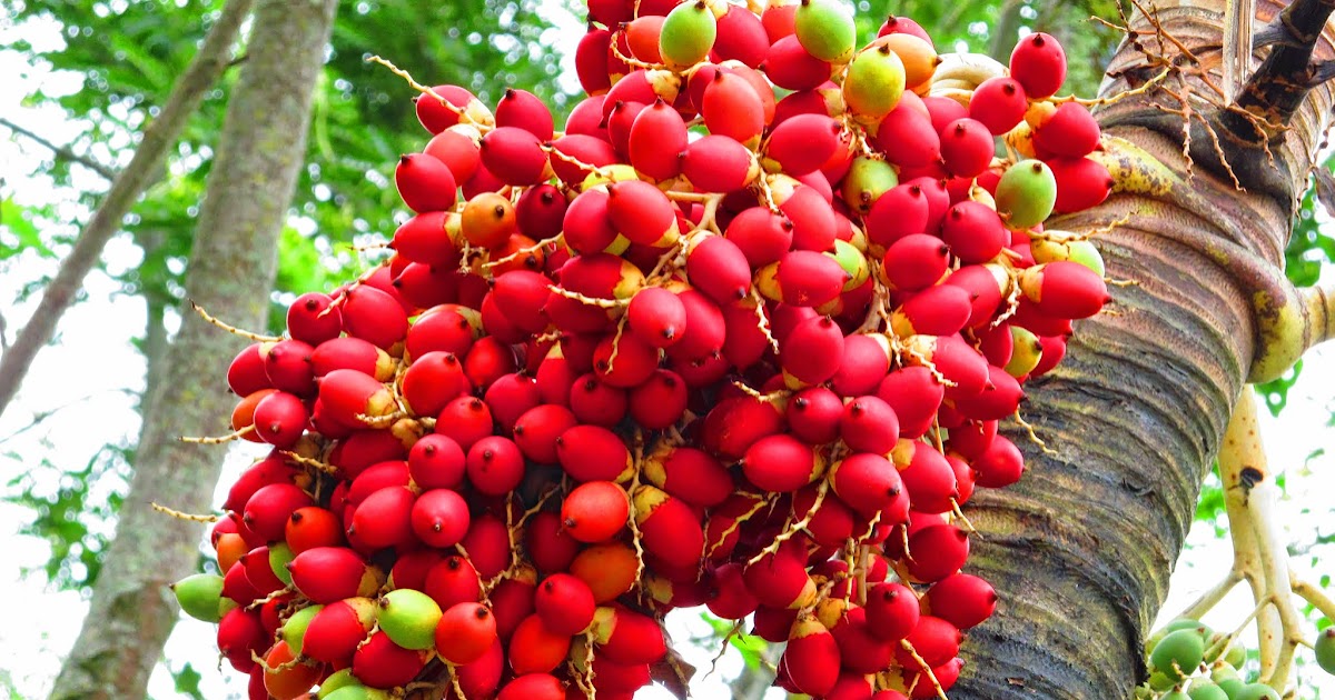 Fruto de Palma (Corozos) Rojos y Fucsia en los llanos Orientales - Red ...
