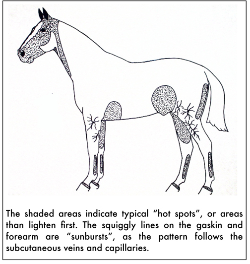 Musings at Minkiewicz Studios LLC: Dazed By Dapples: Tips for Painting ...