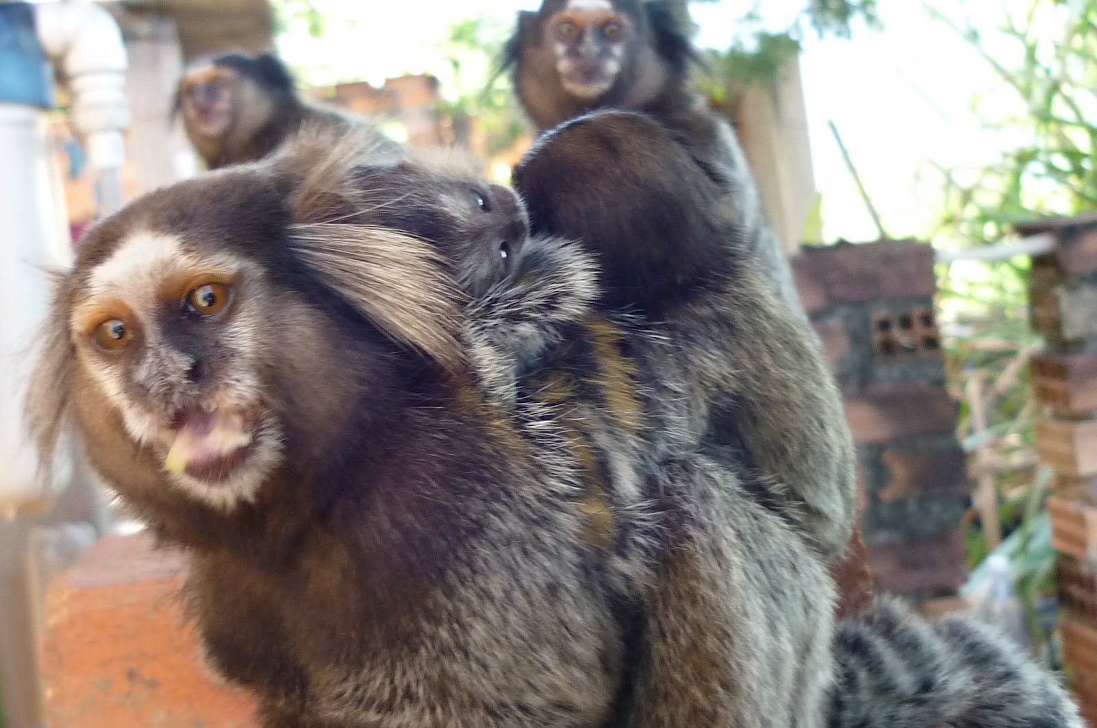 Meio Ambiente: Sagui