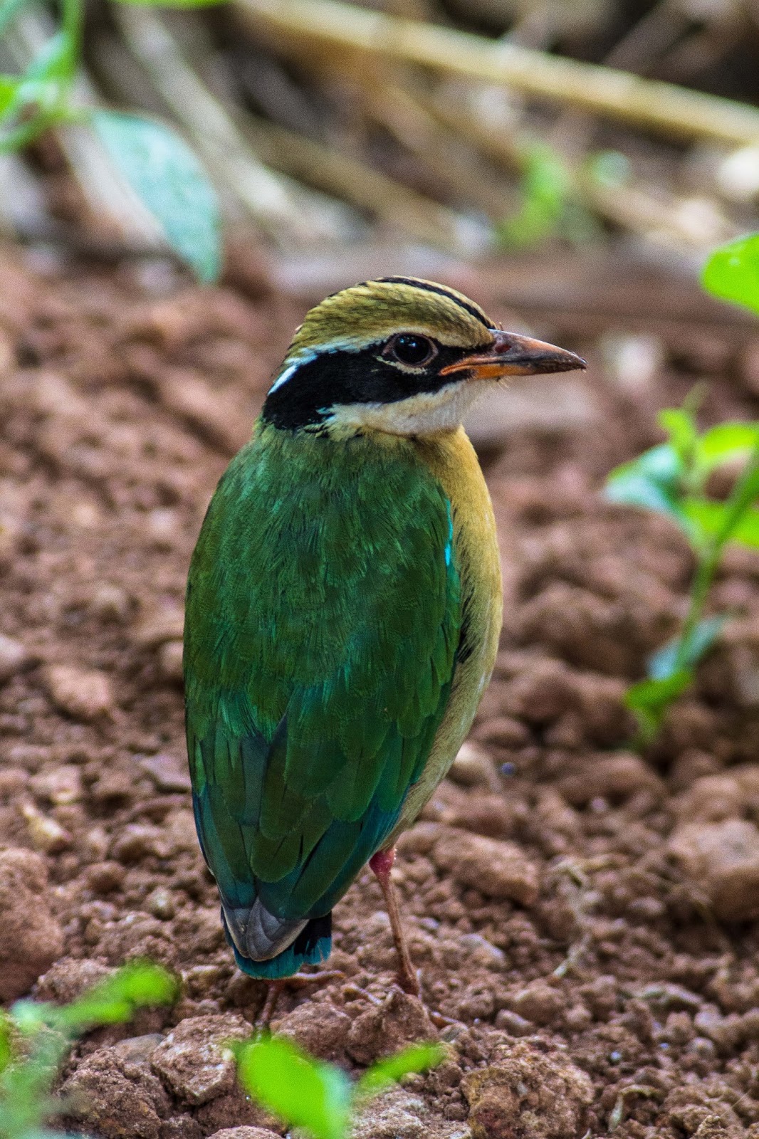 Musicroom's Imaging: Indian Pitta