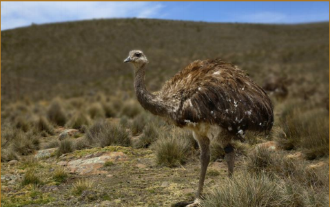 El SURI, un ave en una moneda ~ LM NUMISMÁTICA