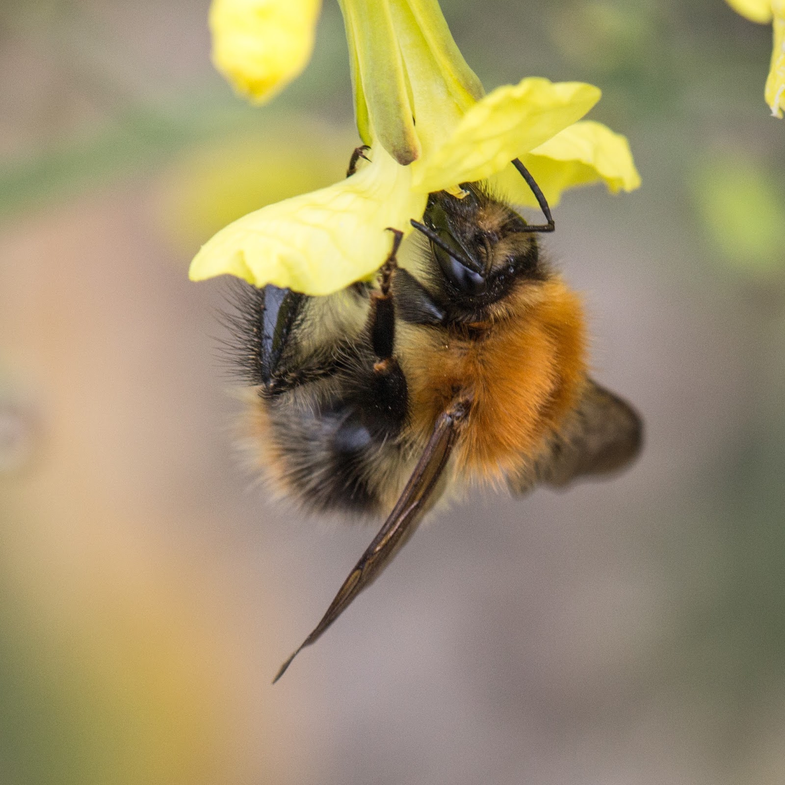 TrogTrogBee: Broccoli