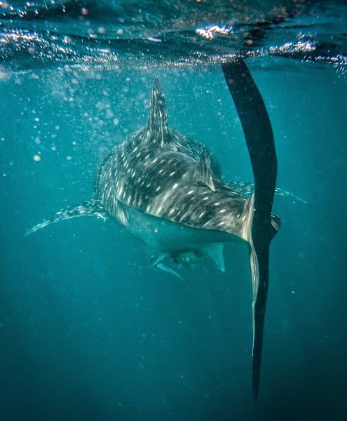 Big Caravan Adventures: Whalesharks at Exmouth