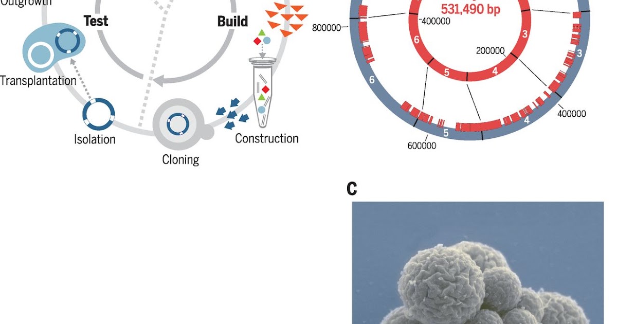 Analysis of the Post-chareidi Phenomenon : Design of minimal genome ...