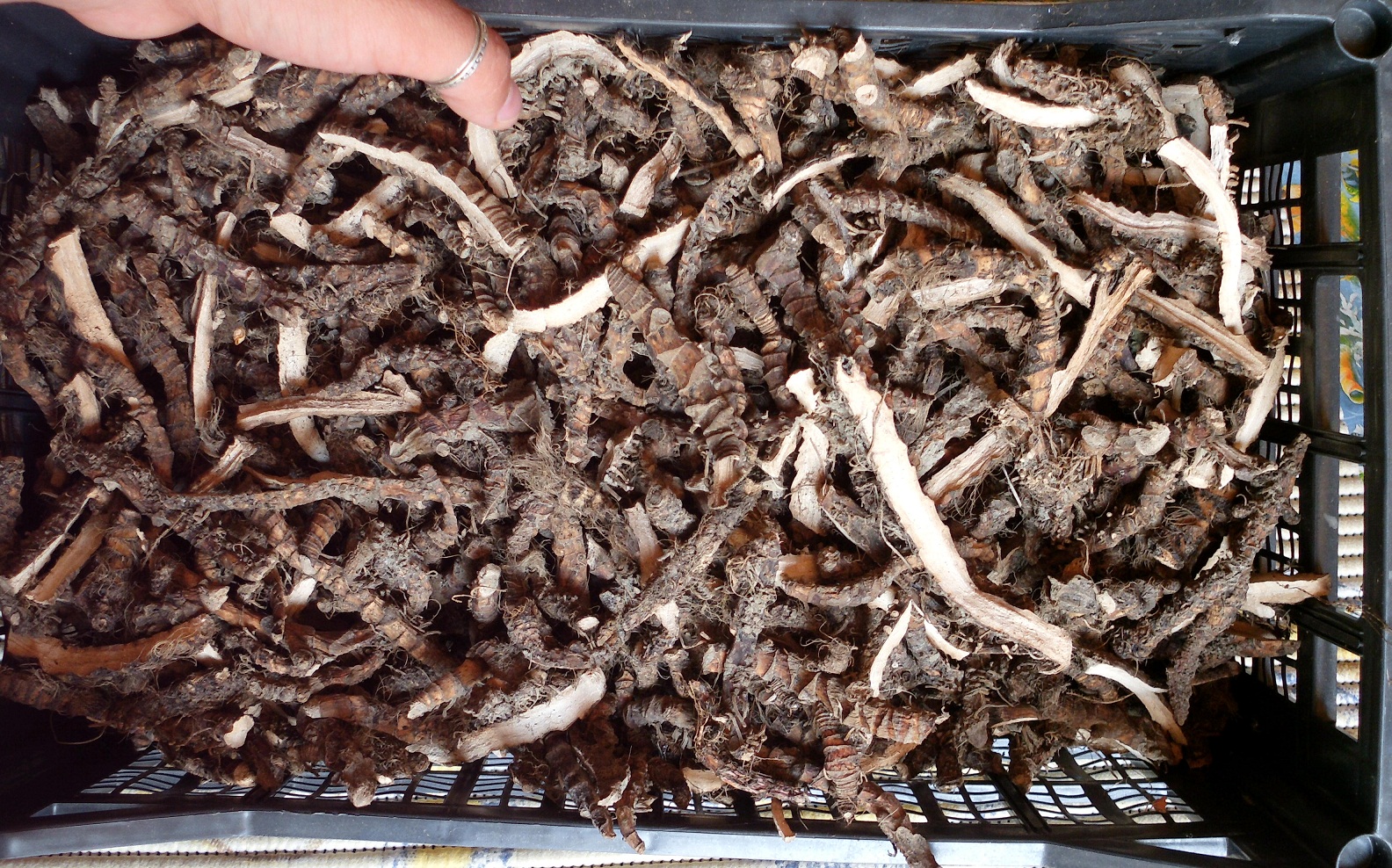 Plante Medicinale Eco: Radacina de Obligeana