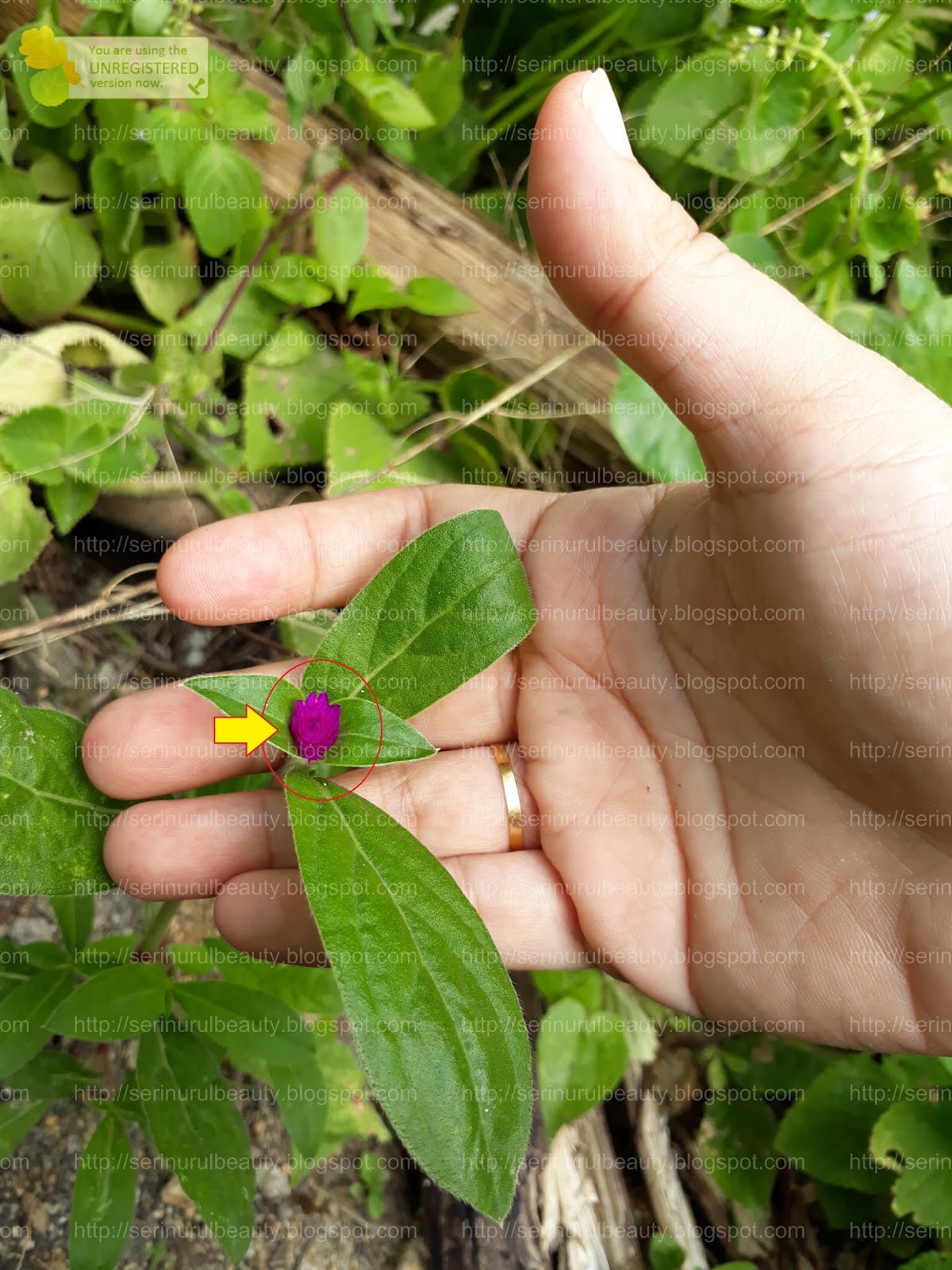 Healthy Nurul Beauty: The pretty peeking flower bloom of my Globe ...