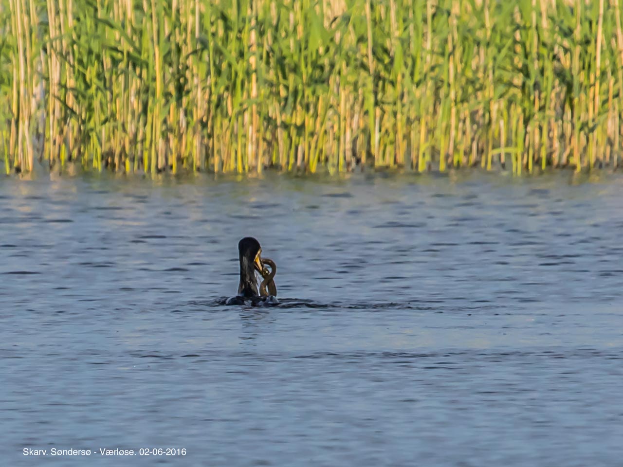 Fuglefoto: Skarv. Søndersø - Værløse