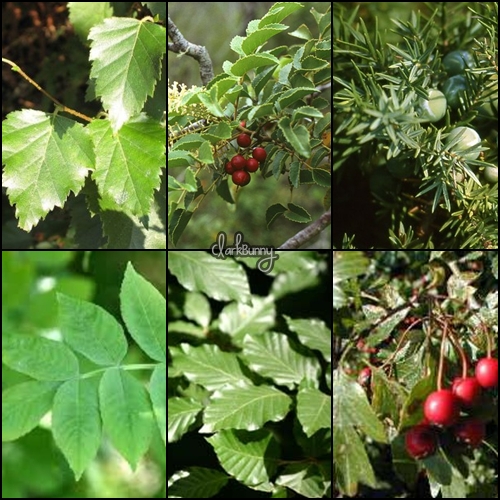 ClarkBunny: Ramas comestibles