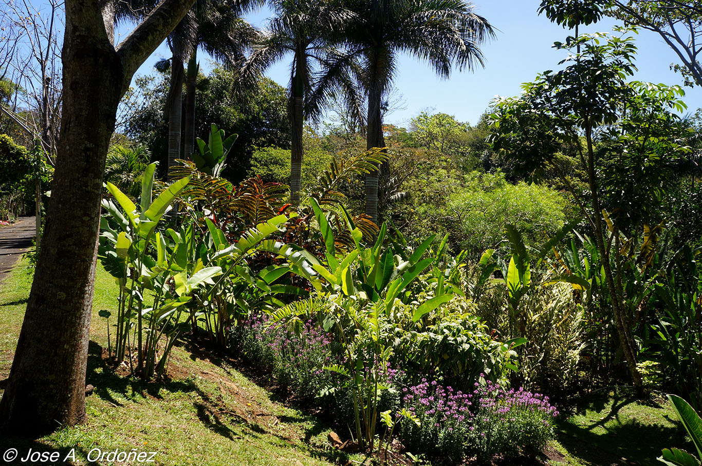 El Jardín de la Barrosa: Viajes recientes. Jardines tropicales: El ...