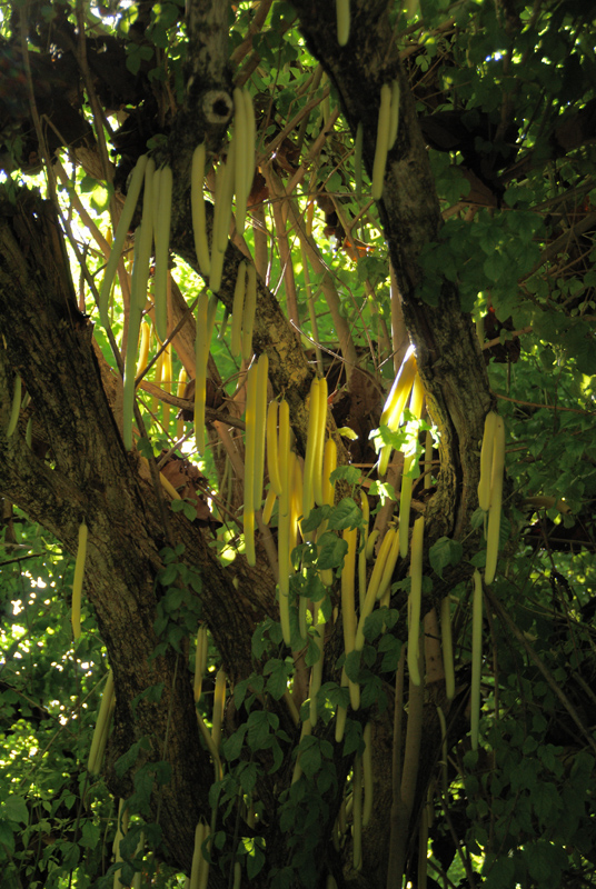 Flower Dictionary: Candle Stick Tree