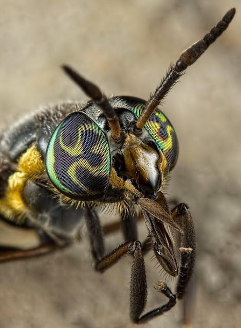 Images For: 10 Most Impressive Photos of Bug