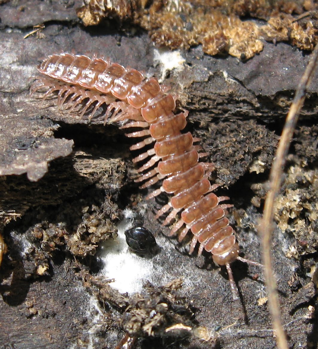 Tangled Web: 20,000 Micrometers under the Debris
