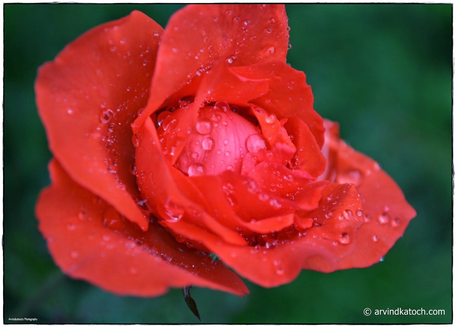 A Red Rose enjoys Rain Drops