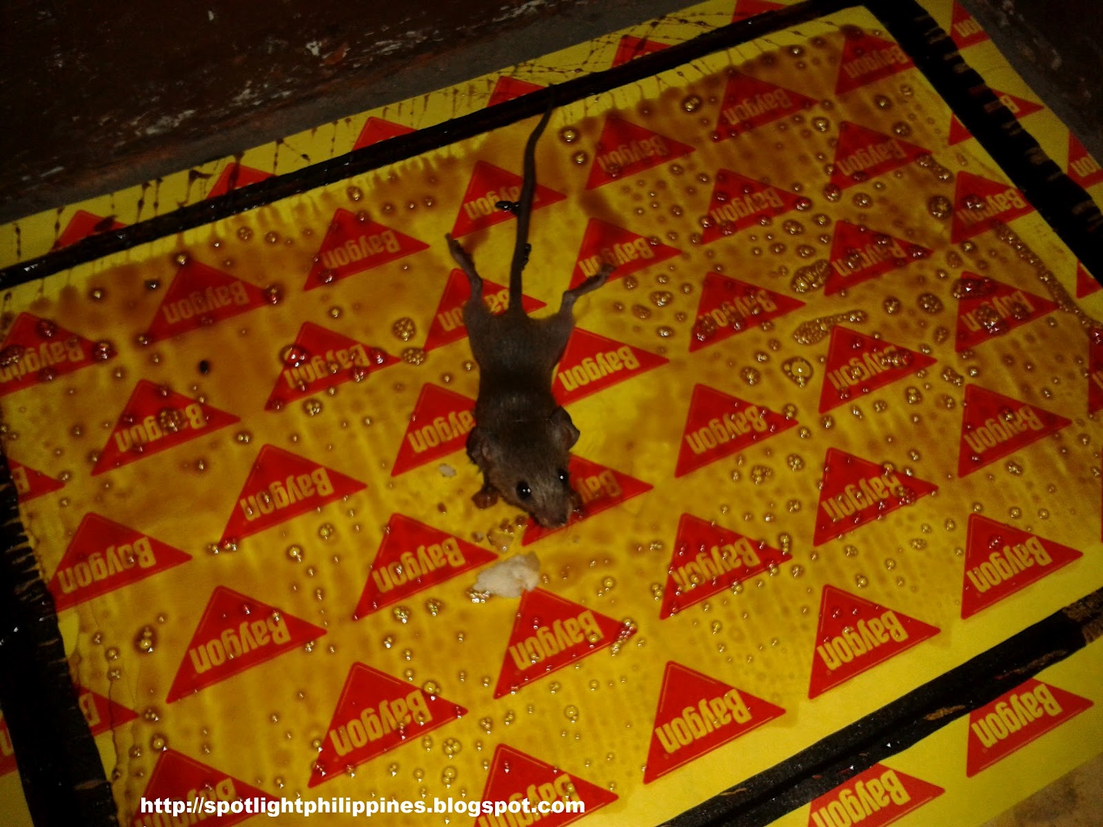 Spotlight Philippines: How to get rid of rats in the Philippines