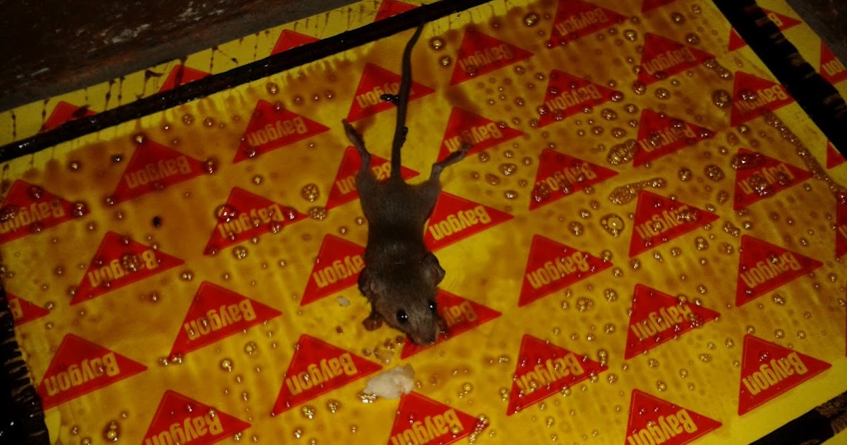 Spotlight Philippines: How to get rid of rats in the Philippines