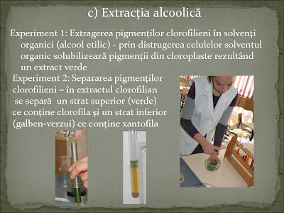 Despre biologie: Extractia alcoolica a pigmentilor