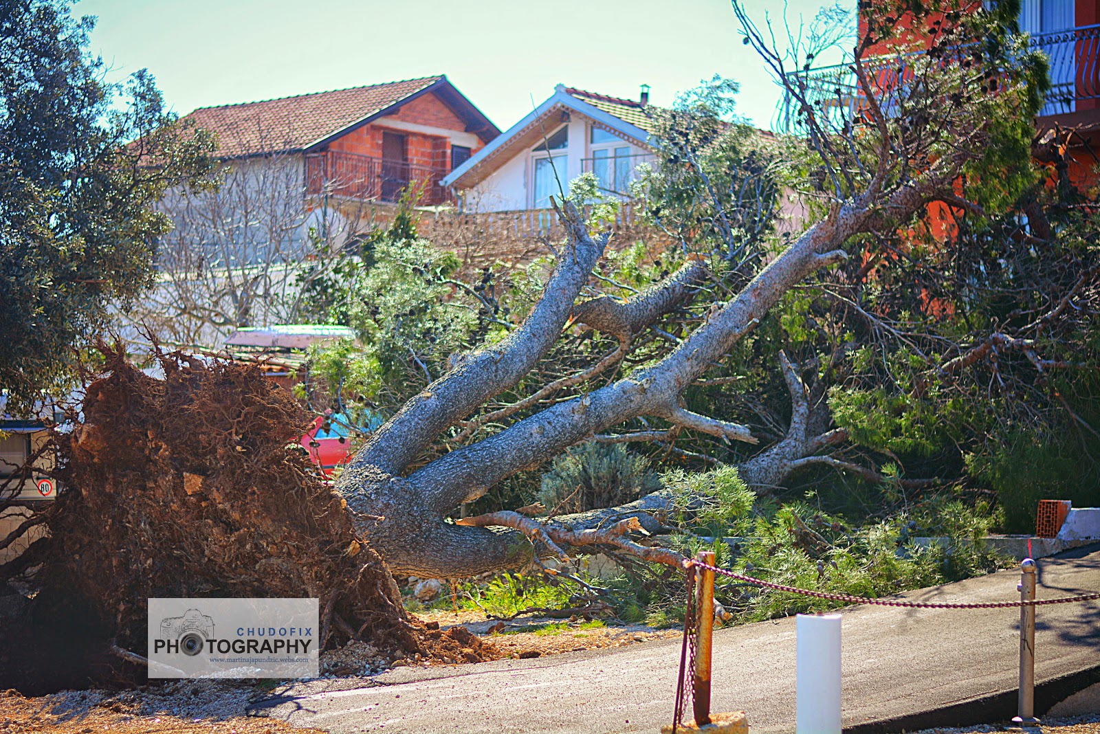 Bilice.com.hr: Bura oborila stablo bora u Stublju