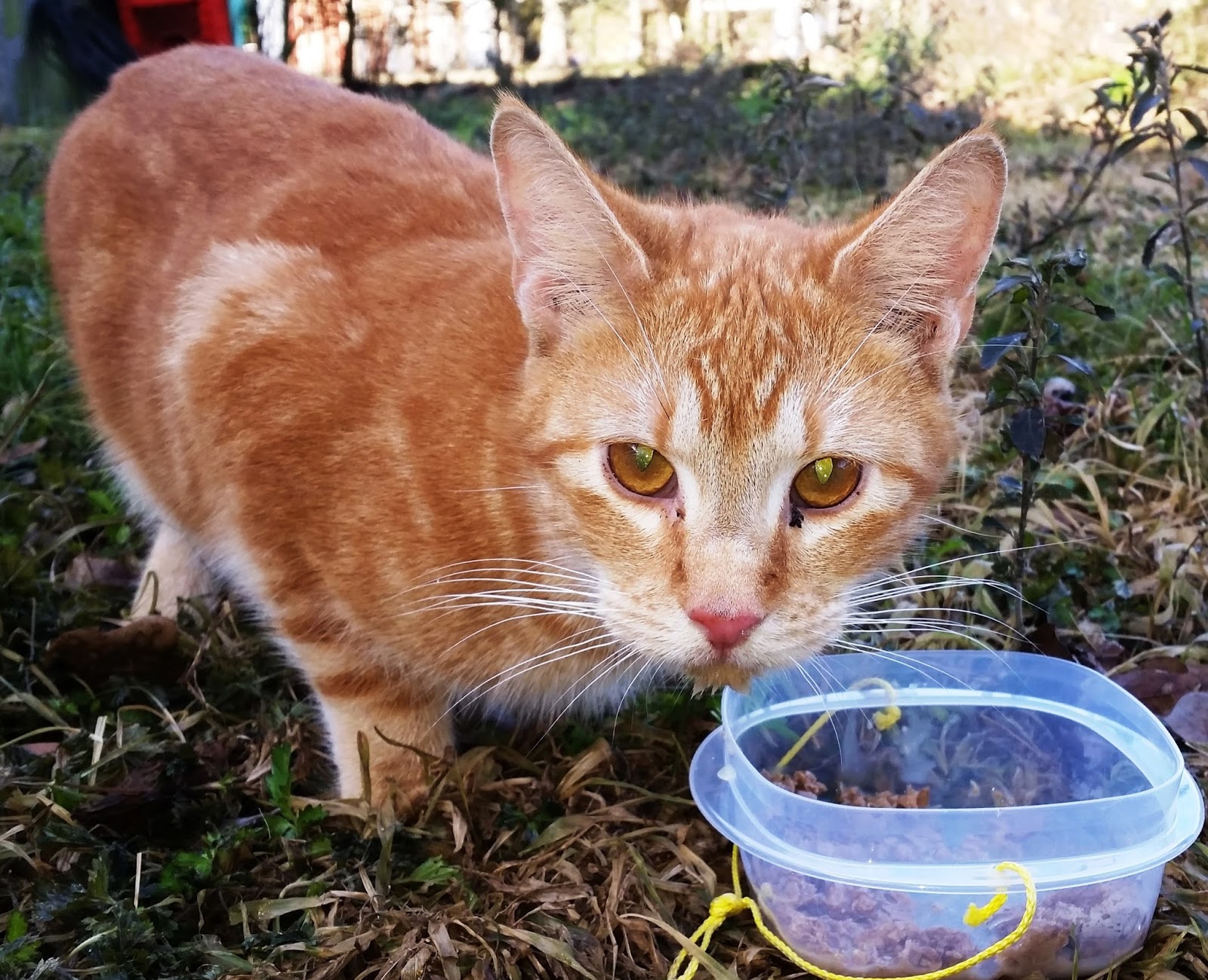 Cat Stuck in a Tree?: Randall