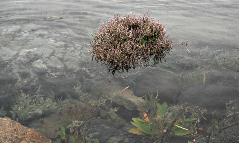 the glad girl: heather sees sea heather down by the sea shore