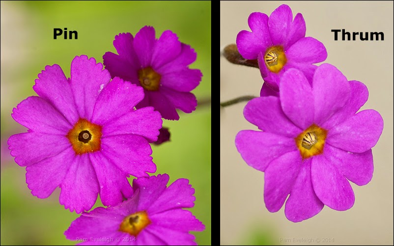 Style Position ~ Primula World