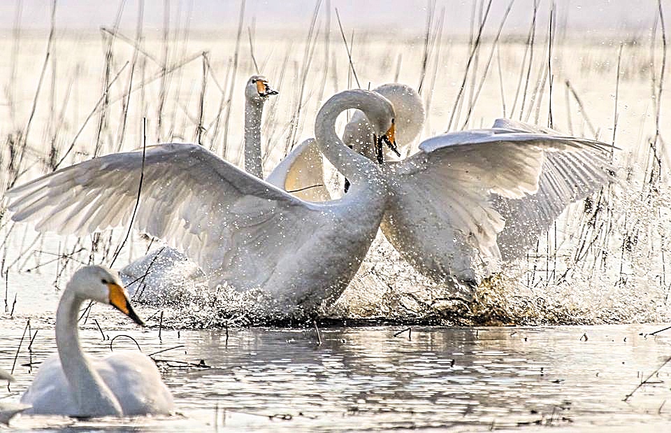 Floral Passions: The Swan of Tuonela