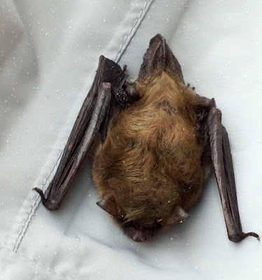 In Search of Perfect Light...: Notes From the Field – A Spring Truly ...