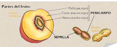 El escritorio de la naturaleza: LOS FRUTOS