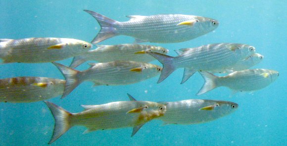 Info animales: PECES LISAS