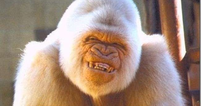 Goccia di Sorriso: Il regno degli animali