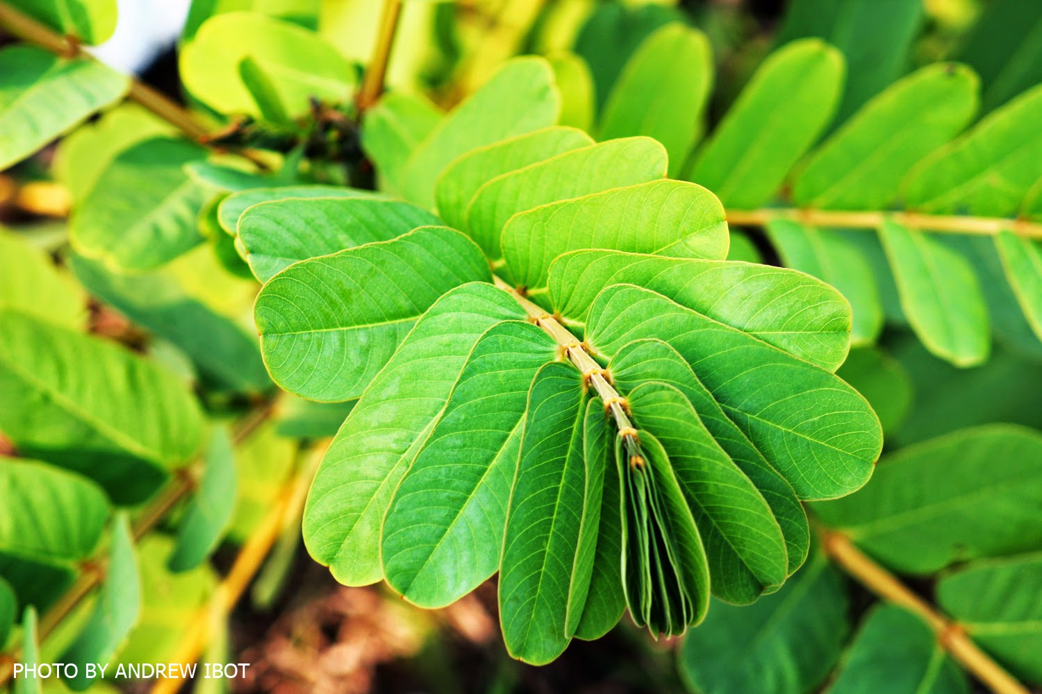 Ako si ANDREW IBOT!: Akapulko