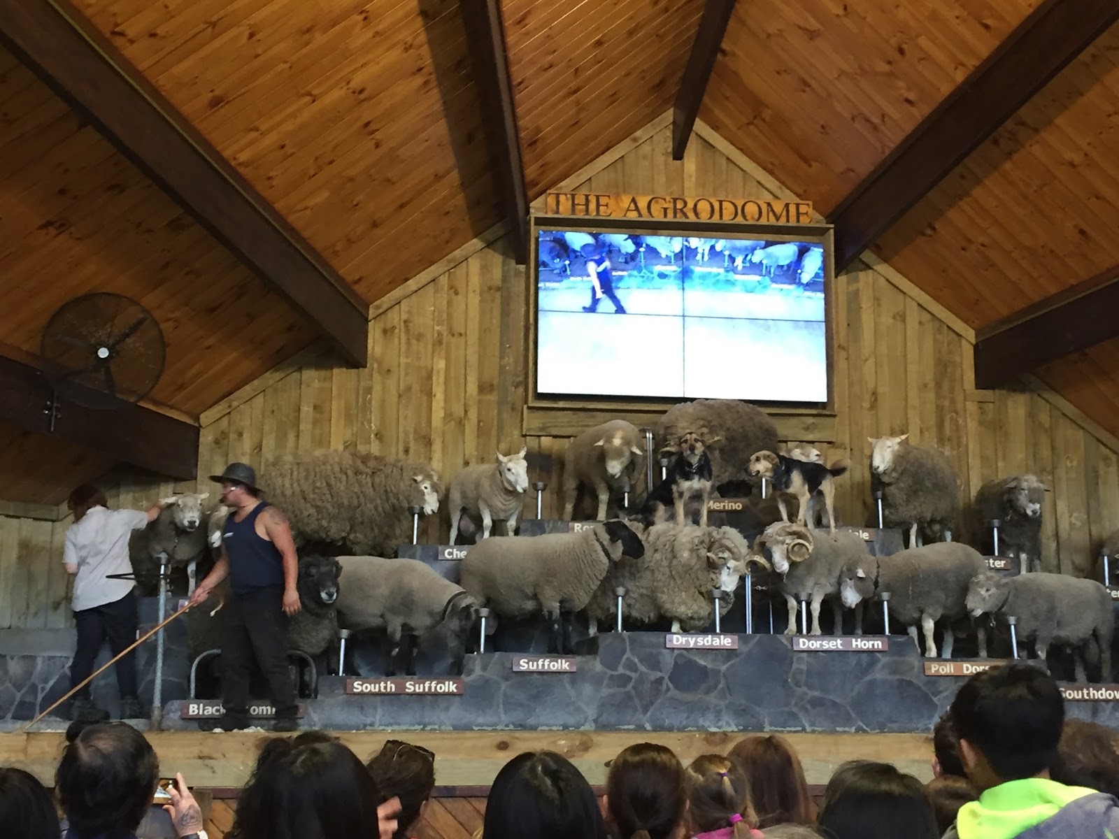 Munroes in Australia: NZ - Agrodome Farm Tour