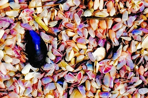 Gone To The Beach: Tiny Seashells