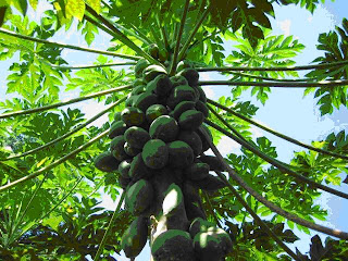 How to grow Papayas fruits trees (papaws) in Kenya ~ Agro-Environment ...