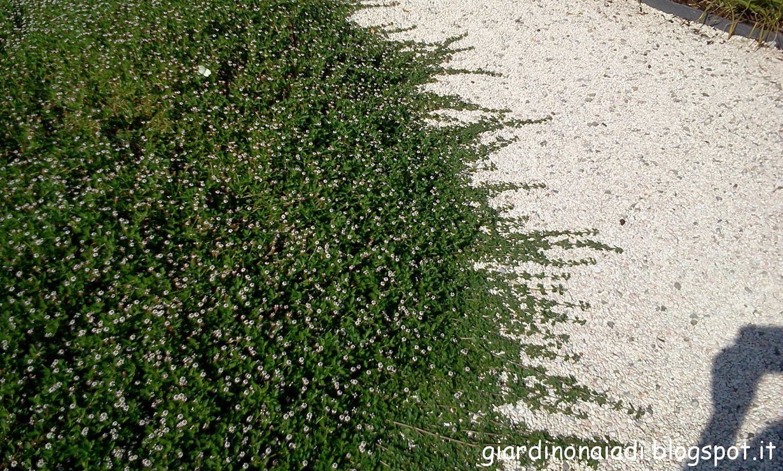 Il giardino delle Naiadi: LIPPIA REPENS NORDIFLORA, QUANDO L'ACQUA NON C'E'